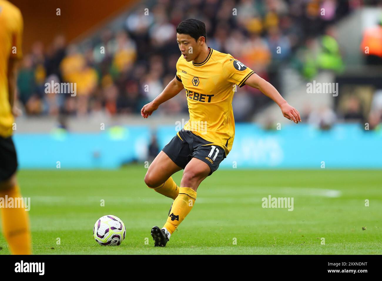 Hwang wolves hi-res stock photography and images - Alamy