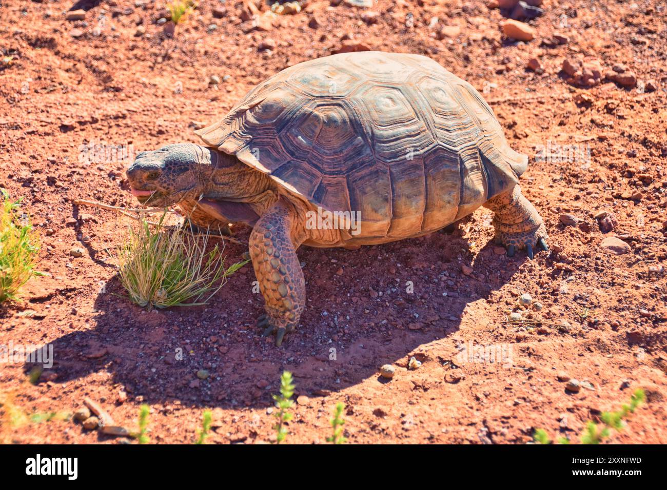 Mojave Desert Tortoise, Gopherus Agassizii, eating grass and cactus ...