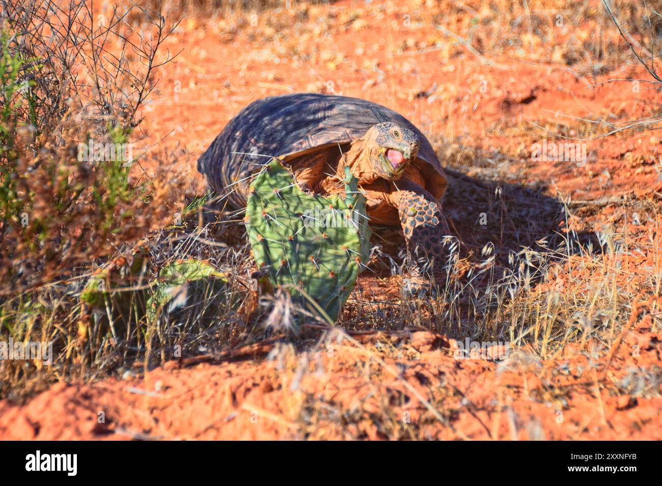 Mojave Desert Tortoise, Gopherus Agassizii, eating grass and cactus ...