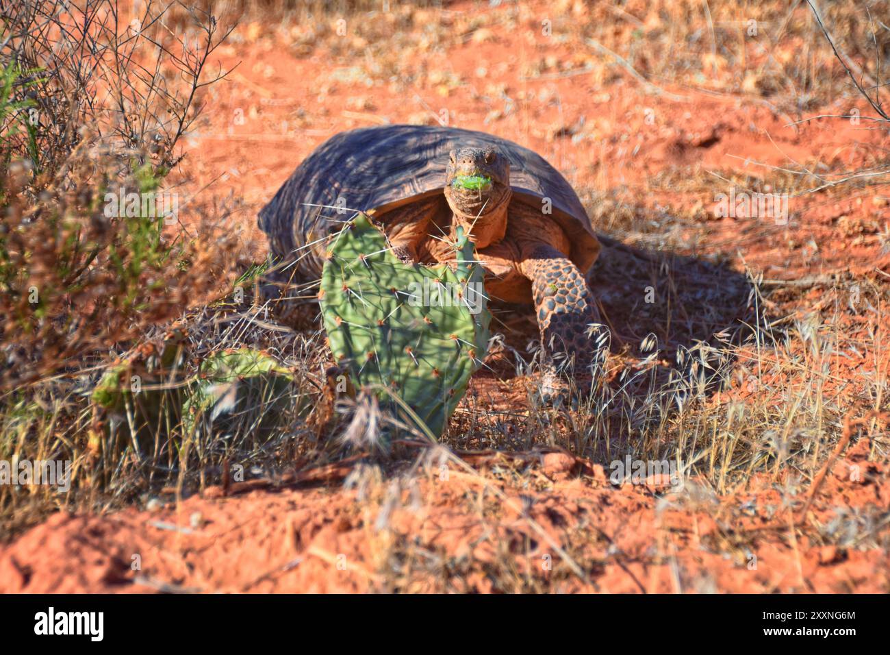 Mojave Desert Tortoise, Gopherus Agassizii, eating grass and cactus ...