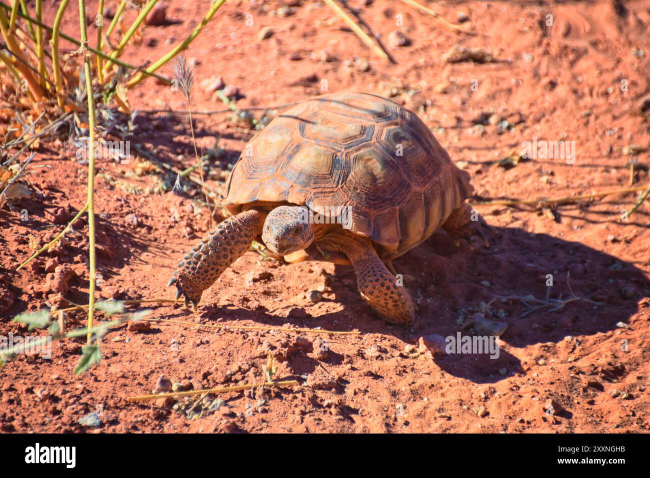 Mojave Desert Tortoise, Gopherus Agassizii, eating grass and cactus ...