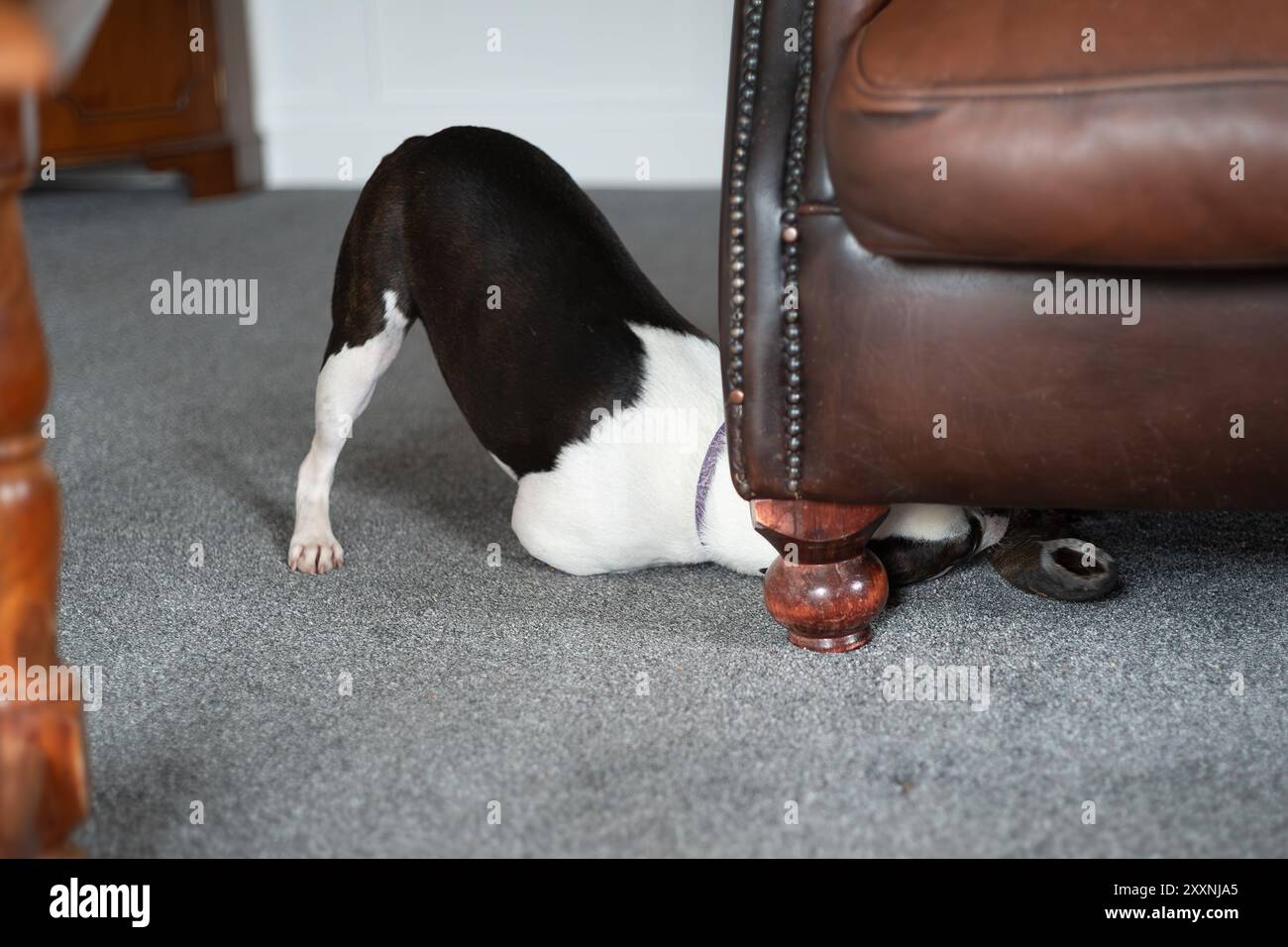 Boston Terrier dog reaching for a chew toy under a leather sofa. Her ...