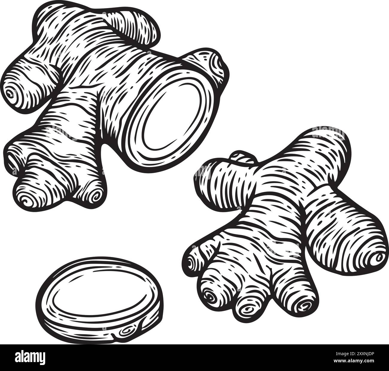 Ginger root line drawing vector illustration Stock Vector Image & Art ...
