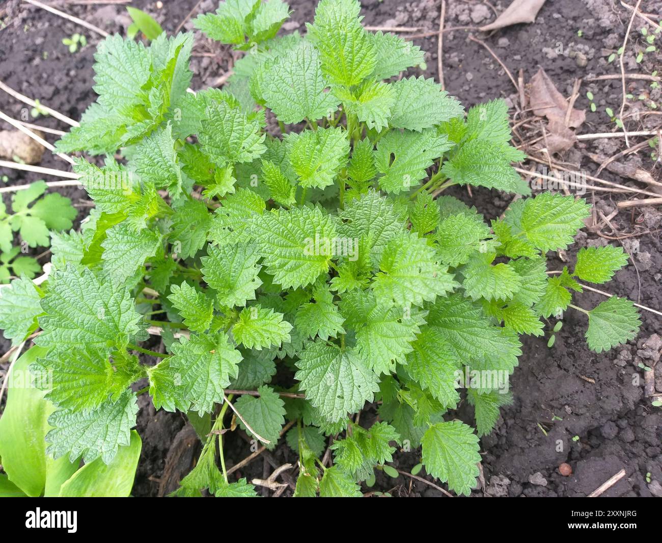 lush green nettles, top view Stock Photo - Alamy