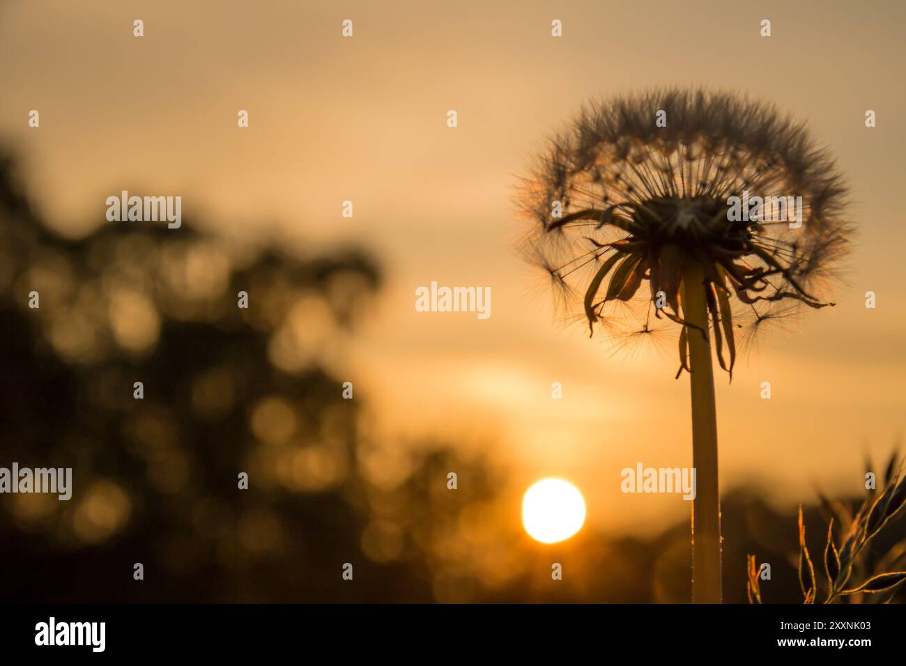 Breezeandblossoms hi-res stock photography and images - Alamy