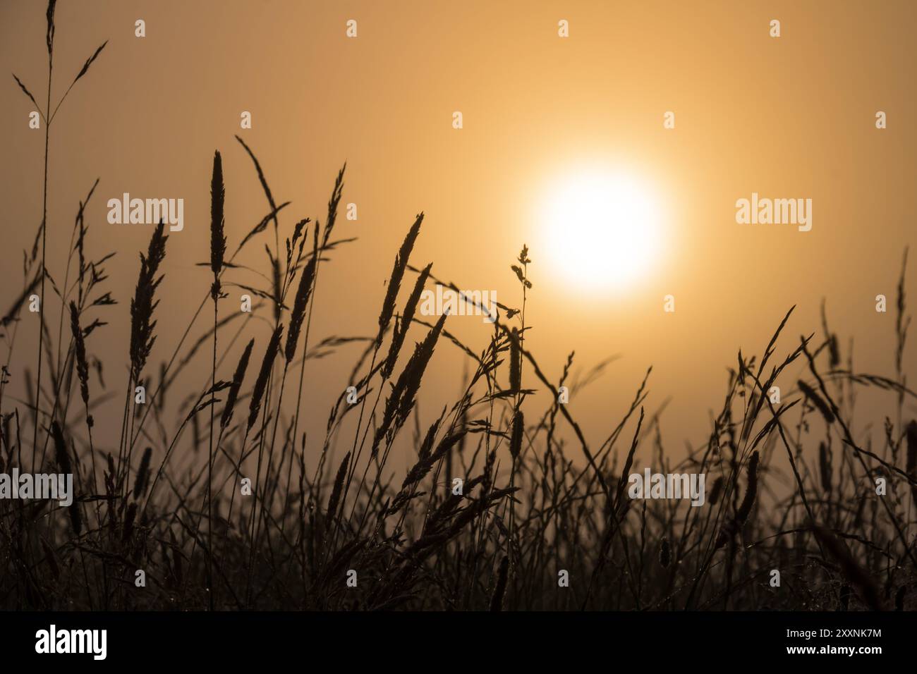With the golden afternoon sun casting its warm glow, the gentle breeze carries a serene dance ...