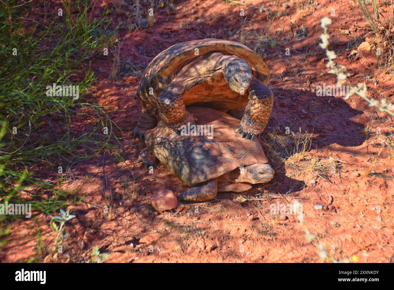 Mating Mojave Desert Tortoise, Gopherus Agassizii, mating ritual shell ...