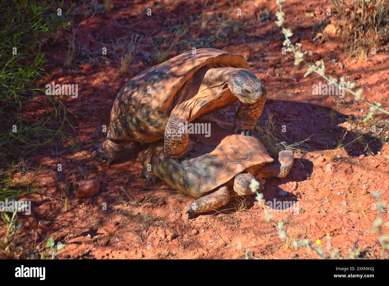 Mating Mojave Desert Tortoise, Gopherus Agassizii, mating ritual shell butting circling in the ...