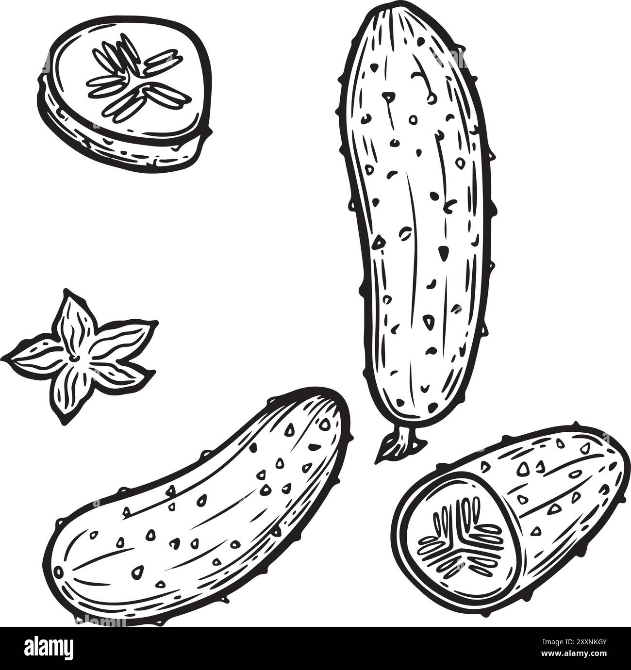 Cucumber line drawing vector illustration Stock Vector Image & Art - Alamy