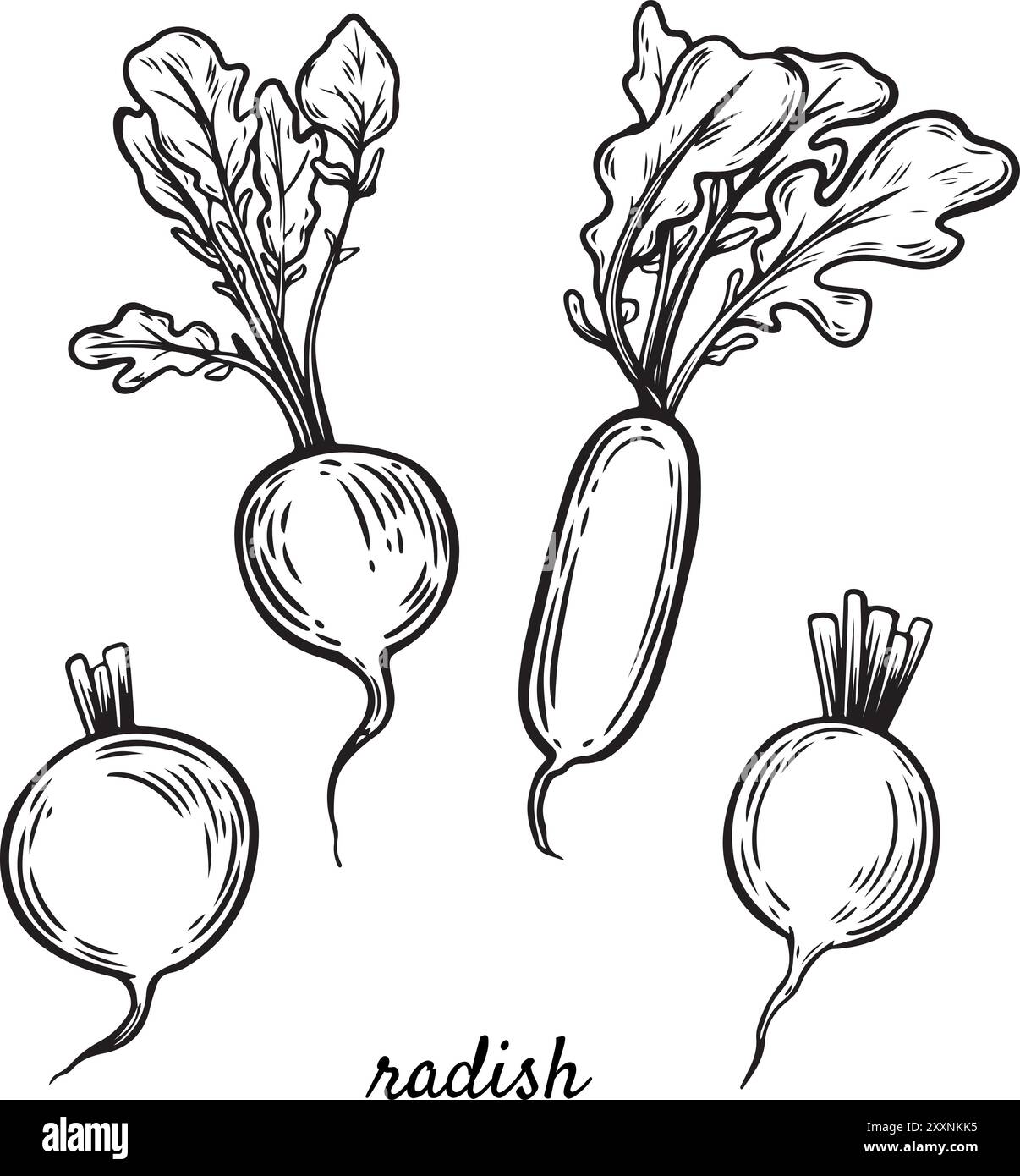 Radish vegetable line drawing isolated on white background Stock Vector ...