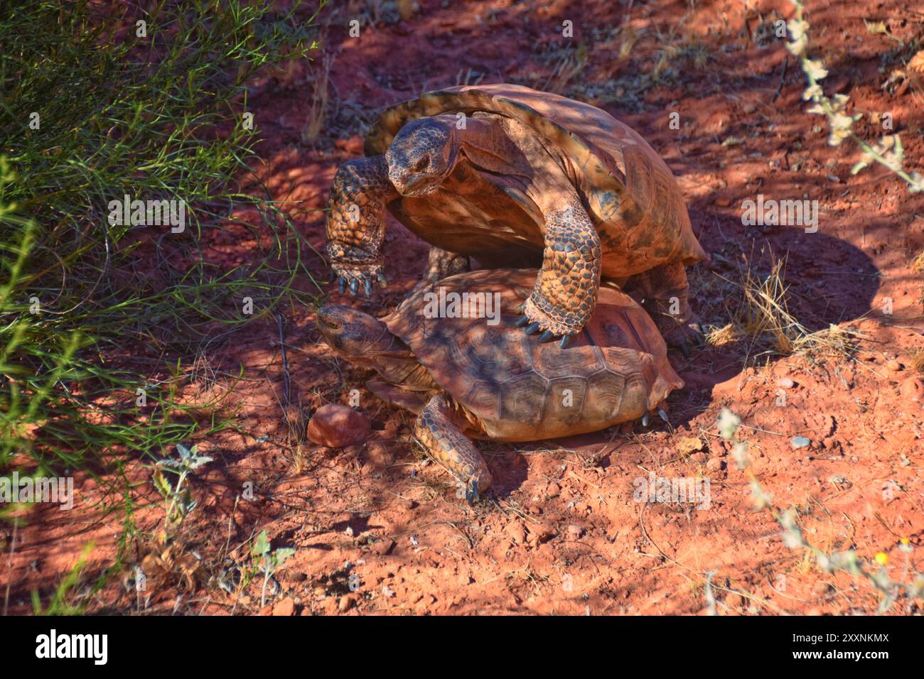 Mating Mojave Desert Tortoise, Gopherus Agassizii, mating ritual shell ...