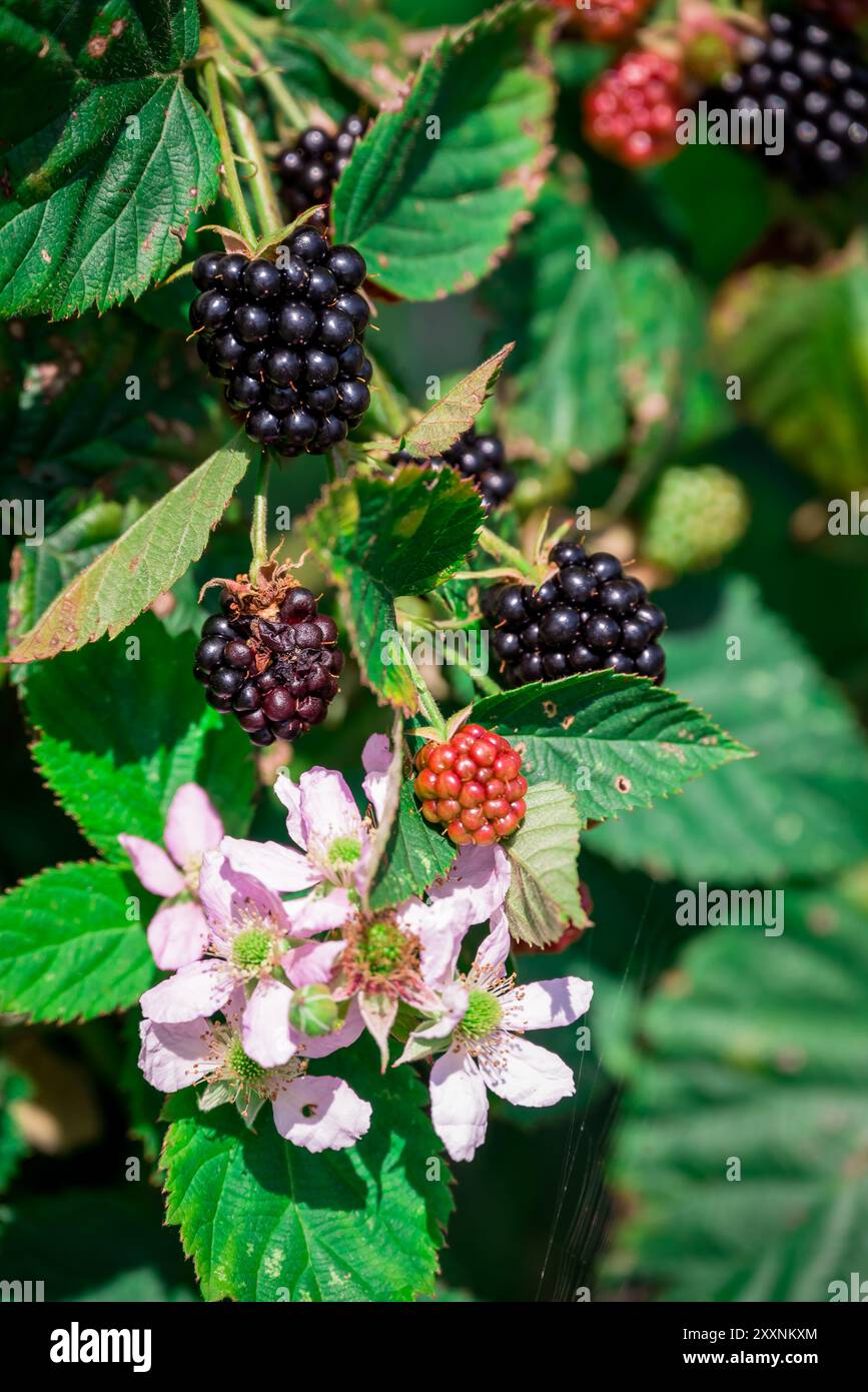 Indian summer raspberry hi-res stock photography and images - Alamy