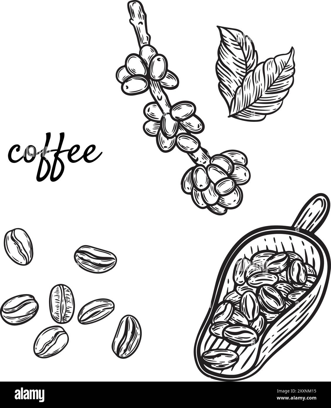 Coffee beans on the branch and in the scoop line drawing isolated on ...