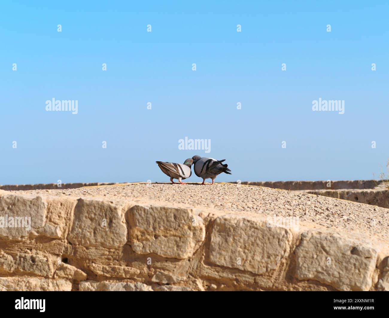 Photo of two pigeons kissing on top of a medieval wall during beautiful ...