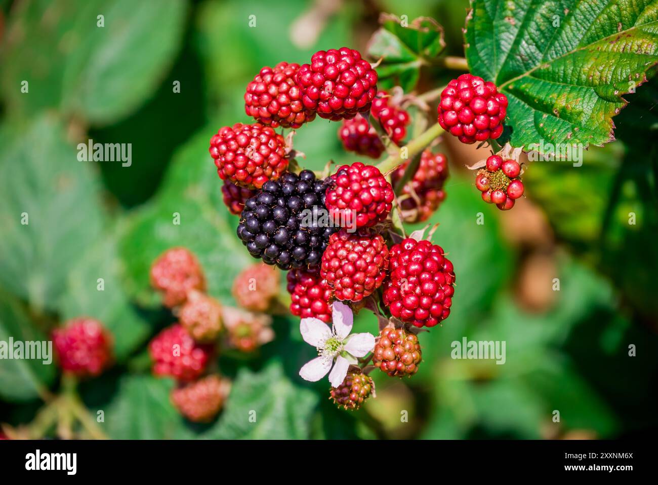 Indian summer raspberry hi-res stock photography and images - Alamy