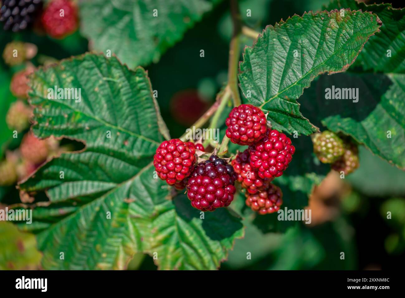 Indian summer raspberry hi-res stock photography and images - Alamy