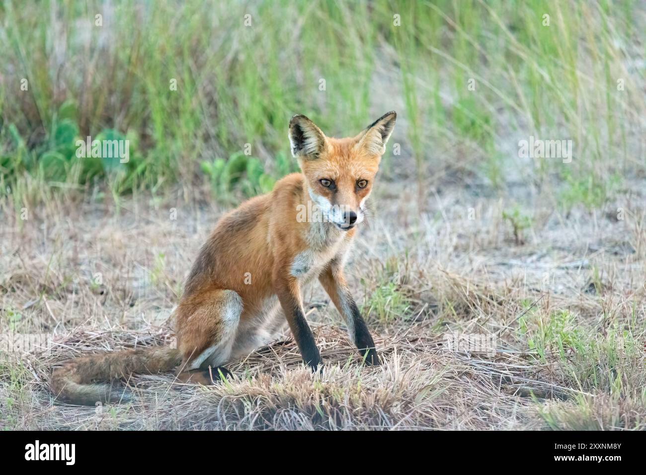 A beautiful young red fox is seen at Sandy Hook, in New Jersey, on a ...