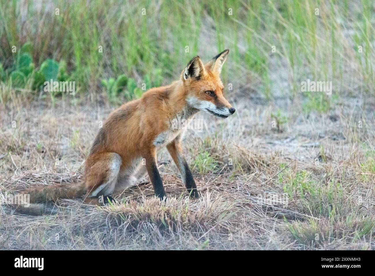A beautiful young red fox is seen at Sandy Hook, in New Jersey, on a ...