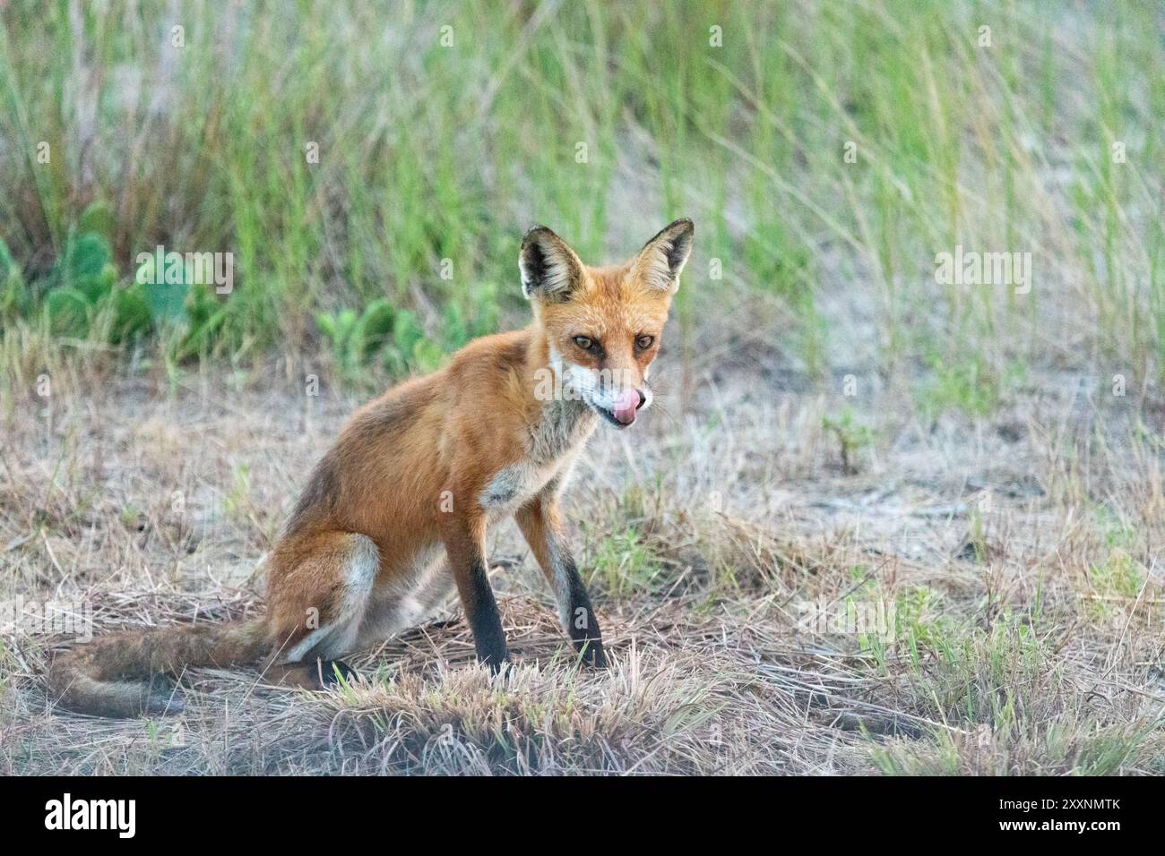 A beautiful young red fox is seen at Sandy Hook, in New Jersey, on a ...