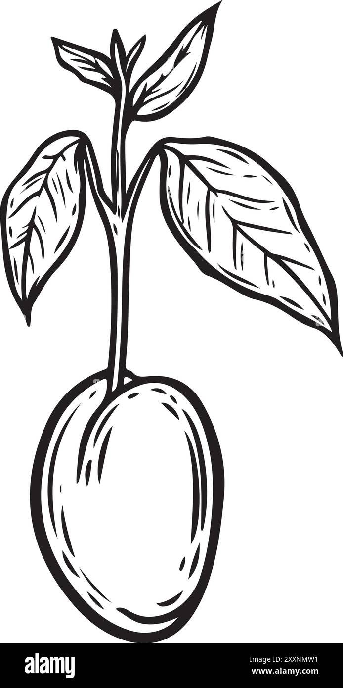 Avocado sprout growing from the seed line drawing isolated on white ...