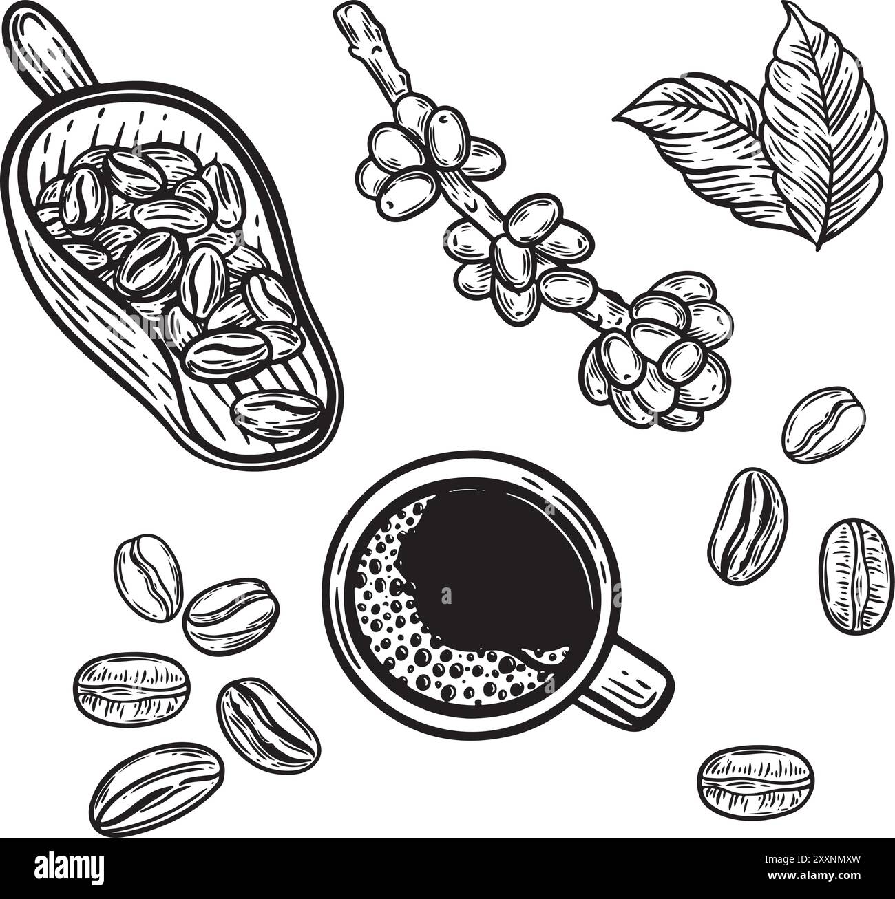 Coffee plant vector graphic Black and White Stock Photos & Images - Alamy