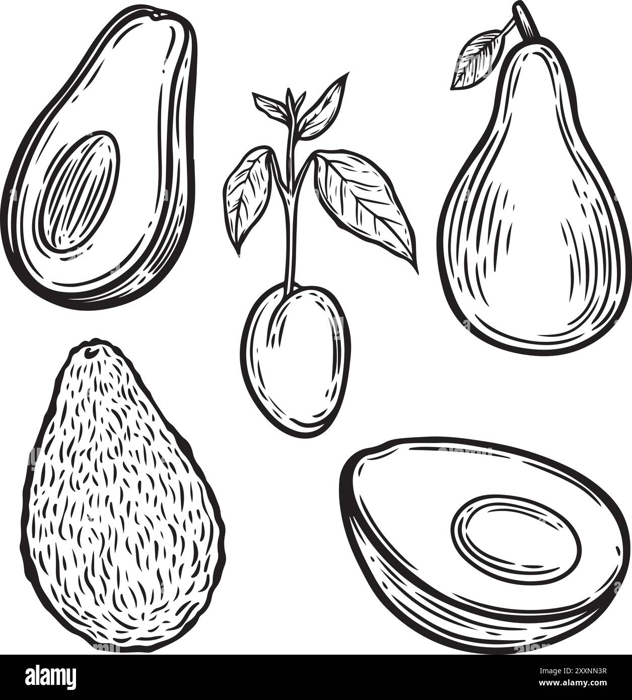 Avocado seedling and fruits line drawing isolated on white background ...