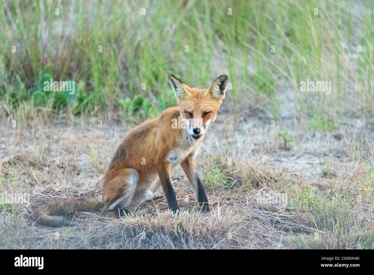 A beautiful young red fox is seen at Sandy Hook, in New Jersey, on a ...