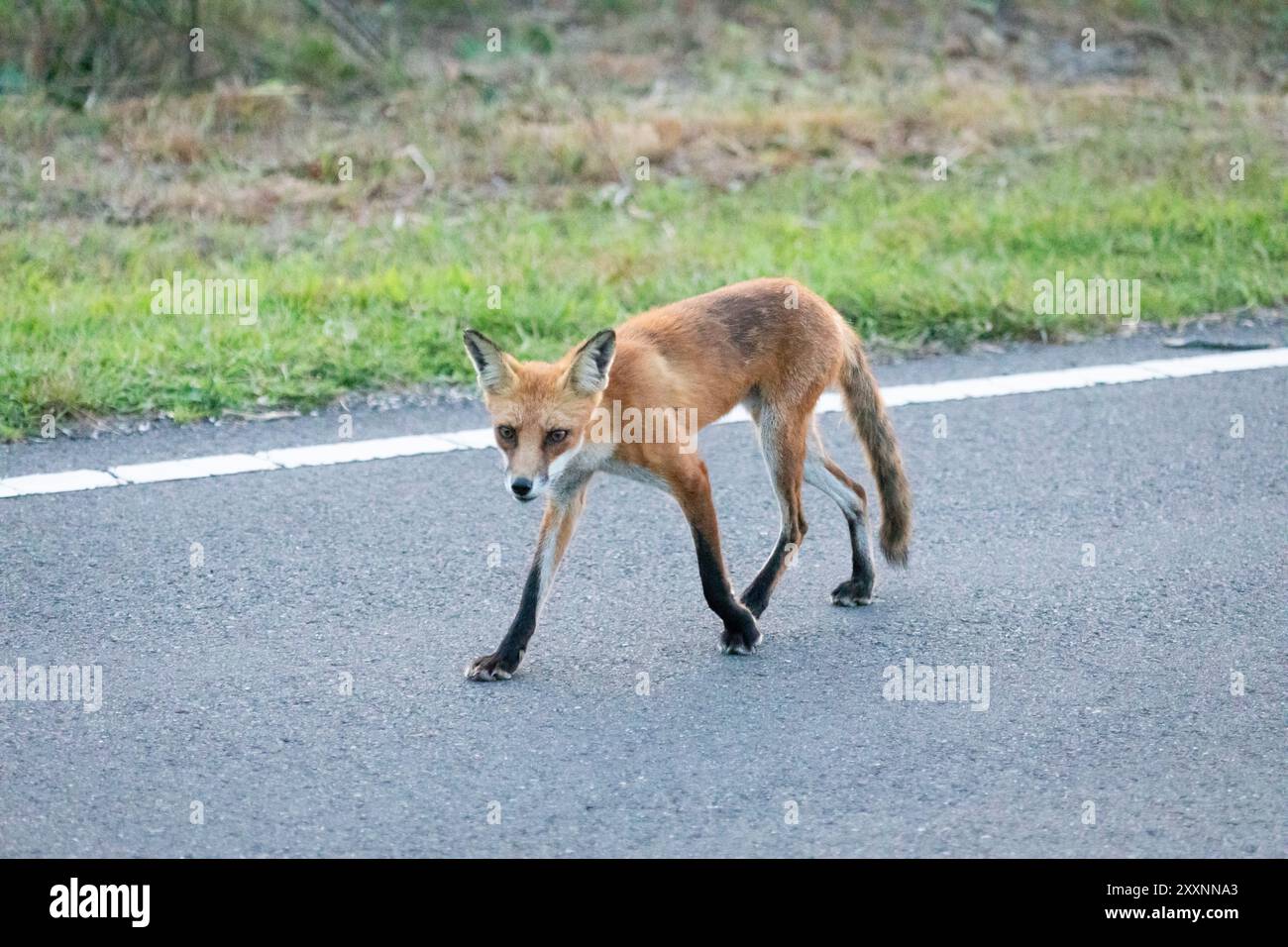 A beautiful young red fox is seen at Sandy Hook, in New Jersey, on a ...