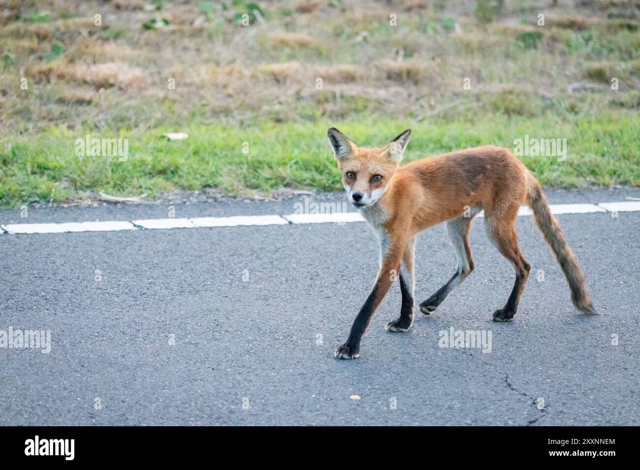 A beautiful young red fox is seen at Sandy Hook, in New Jersey, on a ...