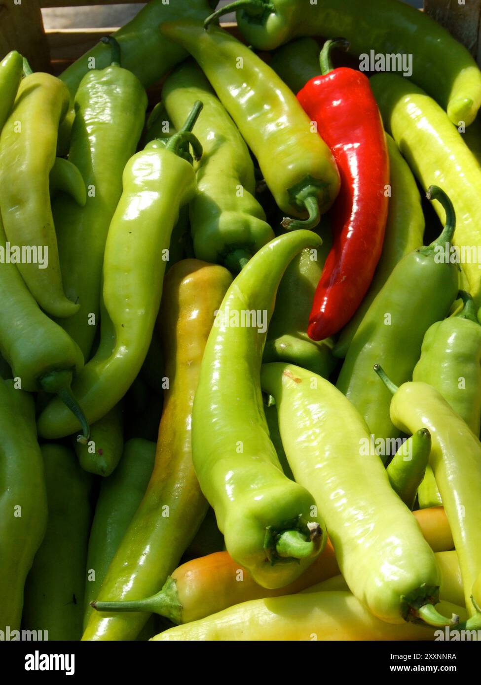 Long green pepper hi-res stock photography and images - Alamy