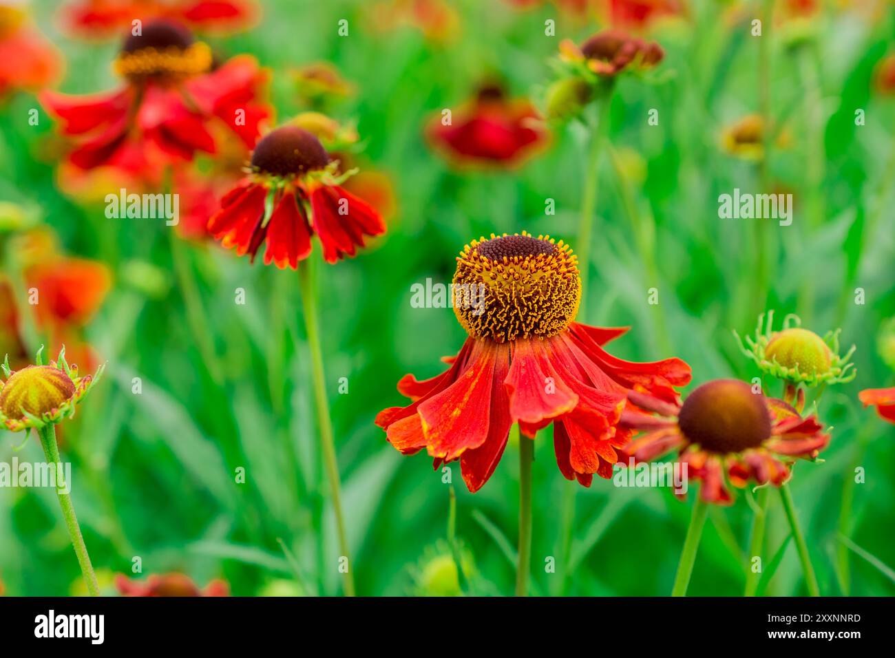 Helenium flowers buds hi-res stock photography and images - Alamy