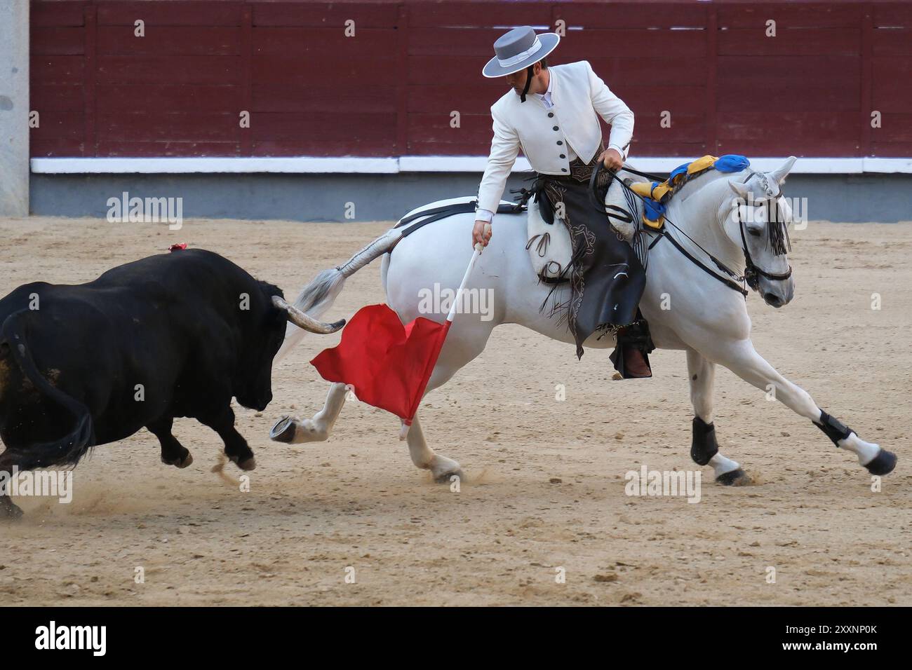 The rejoneador Sergio Domínguez fights the bull during a corrida de ...