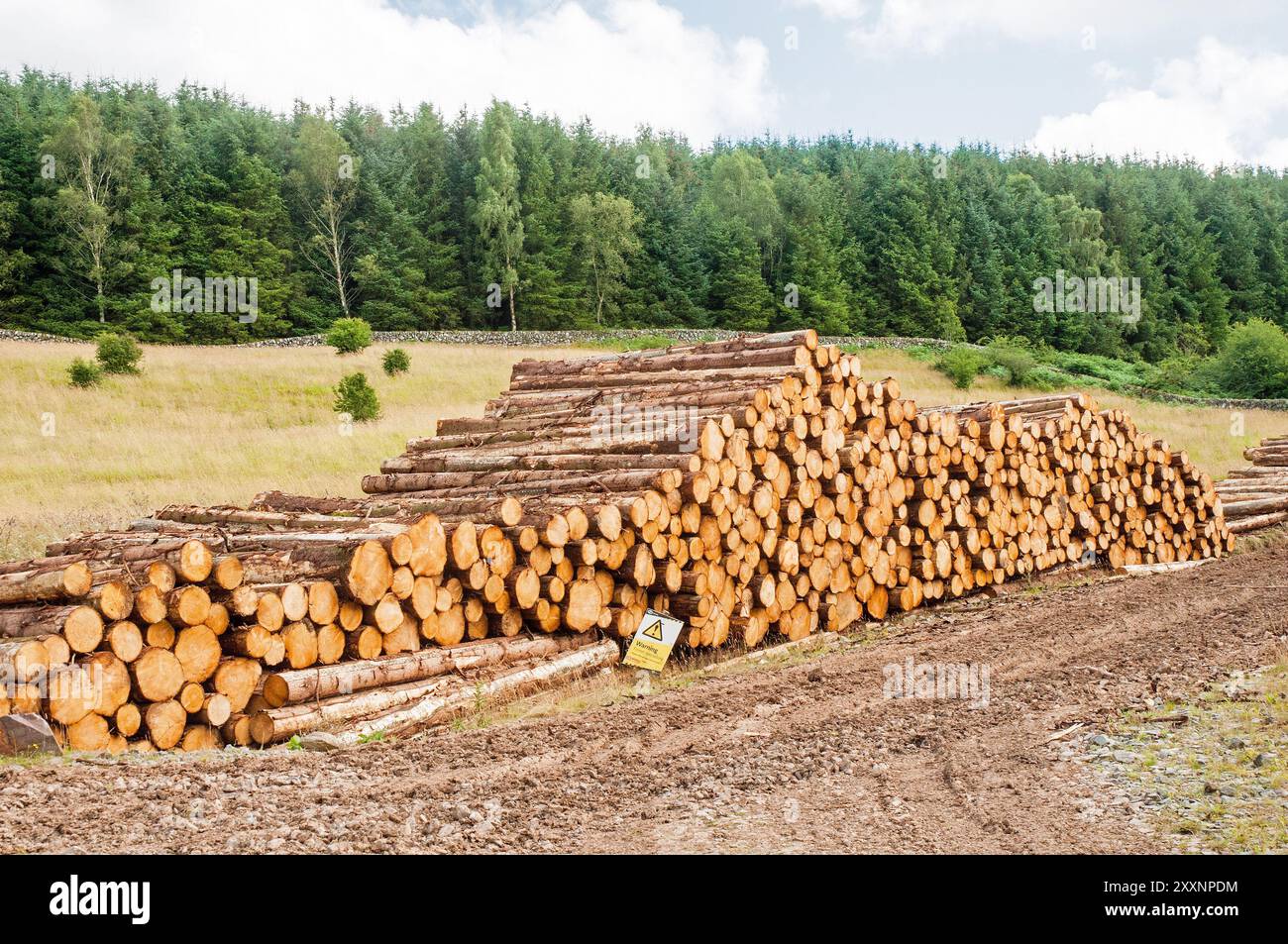 Pine logs in piles hi-res stock photography and images - Alamy