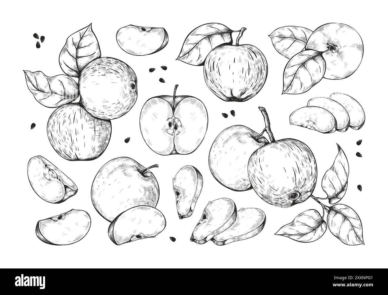Apple sketch. Hand drawn vintage fruit slice and leaves, outline ...