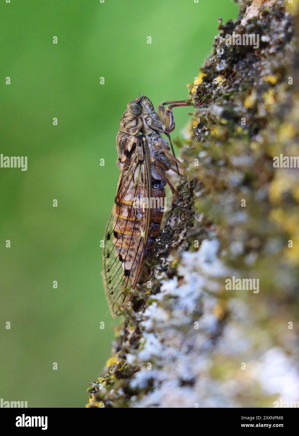 Cicada camouflaged on tree bark Stock Photo - Alamy