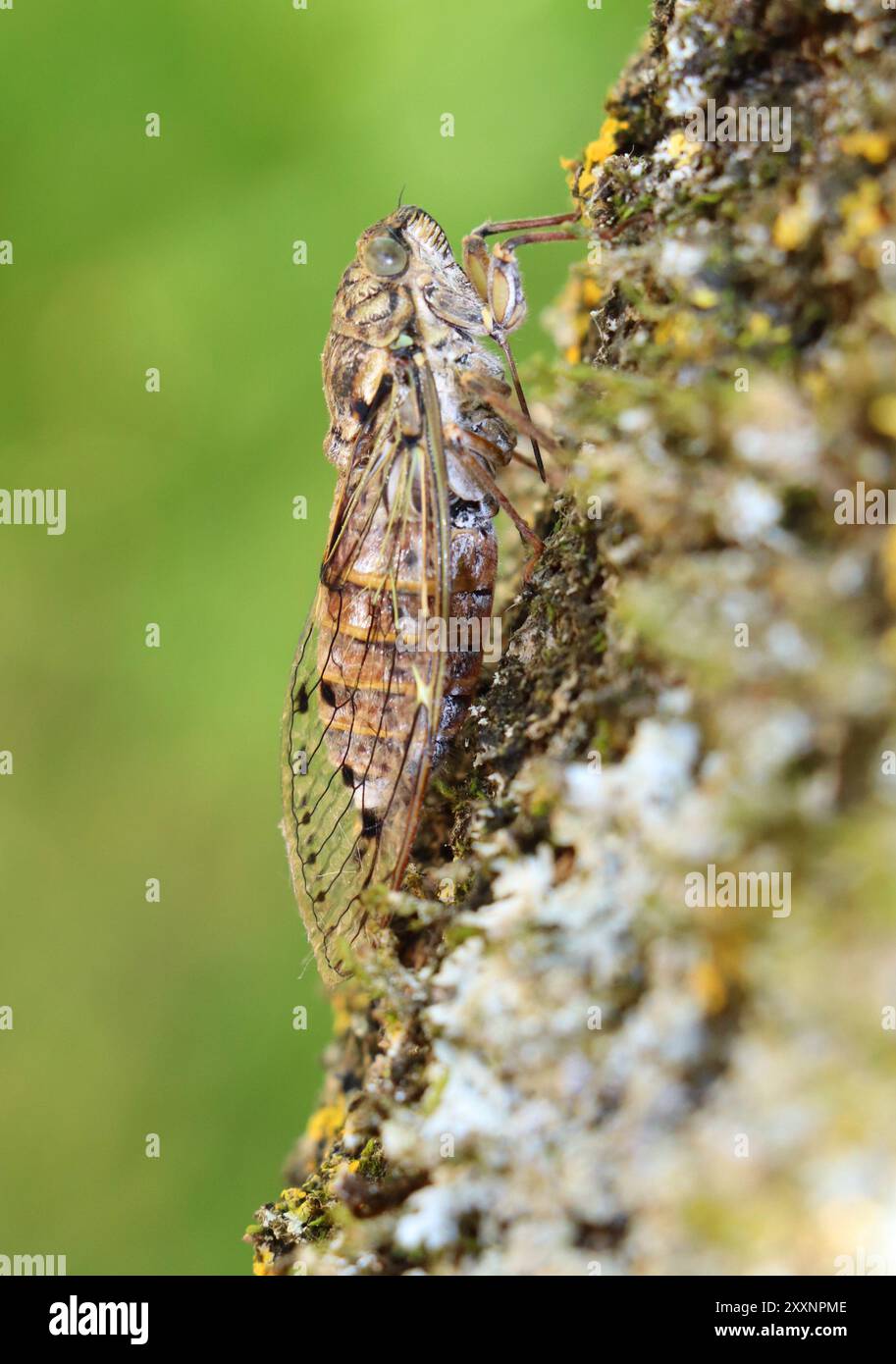 Cicada camouflaged on tree bark Stock Photo - Alamy