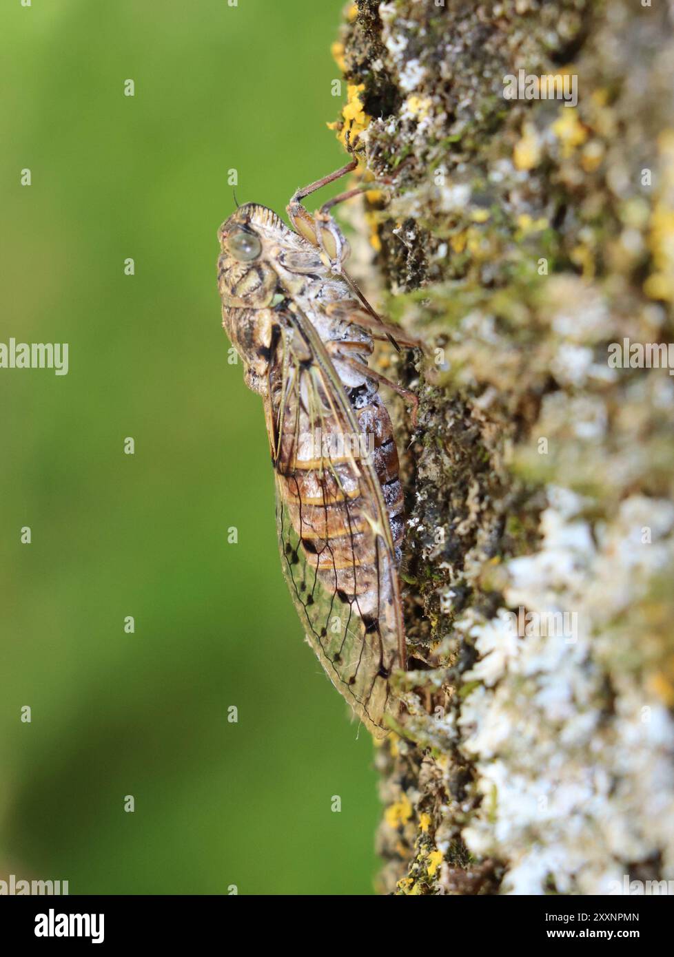 Cicada camouflaged on tree bark Stock Photo - Alamy