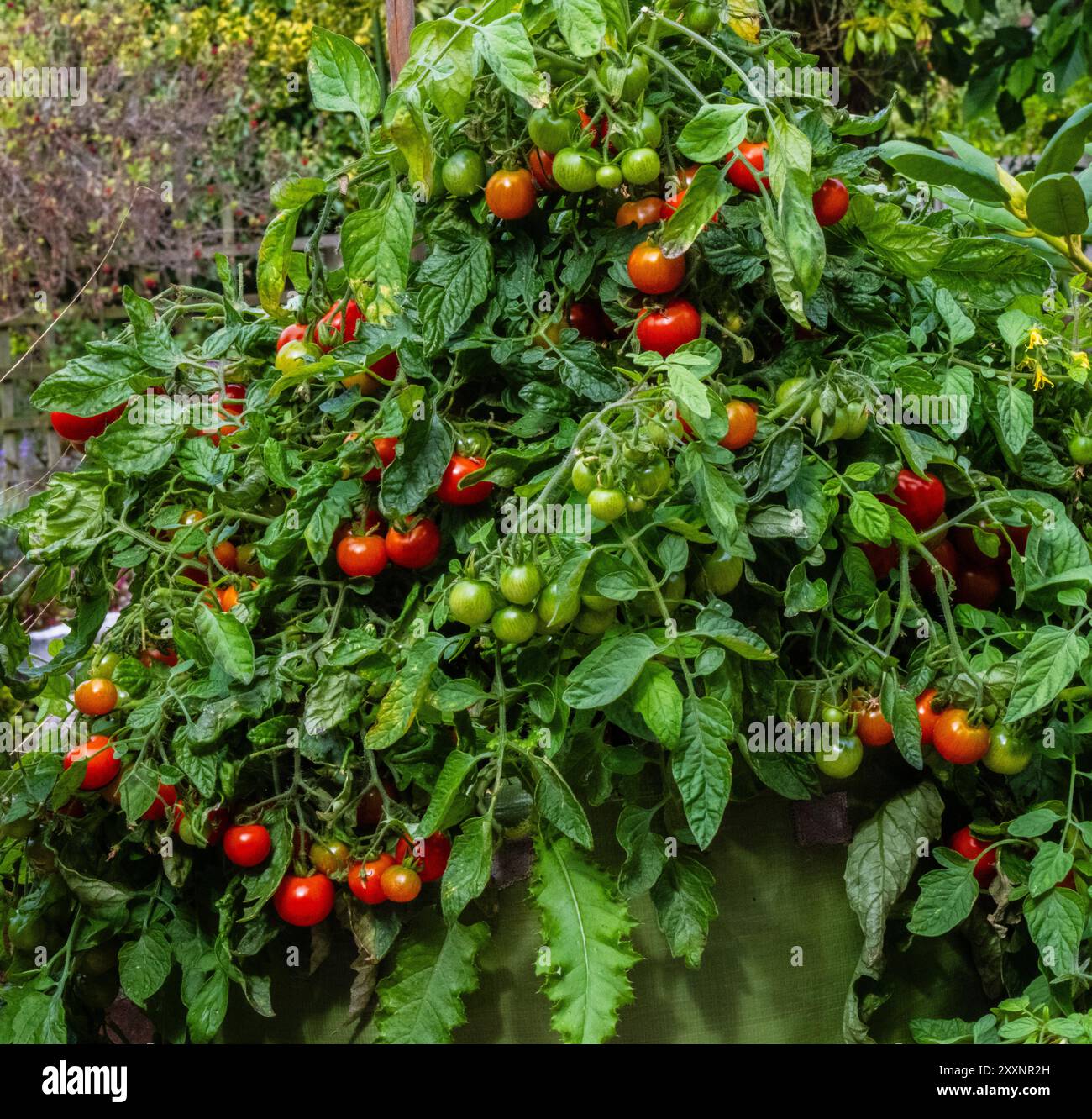 cherry tomato's 'tumbling tom' Stock Photo - Alamy