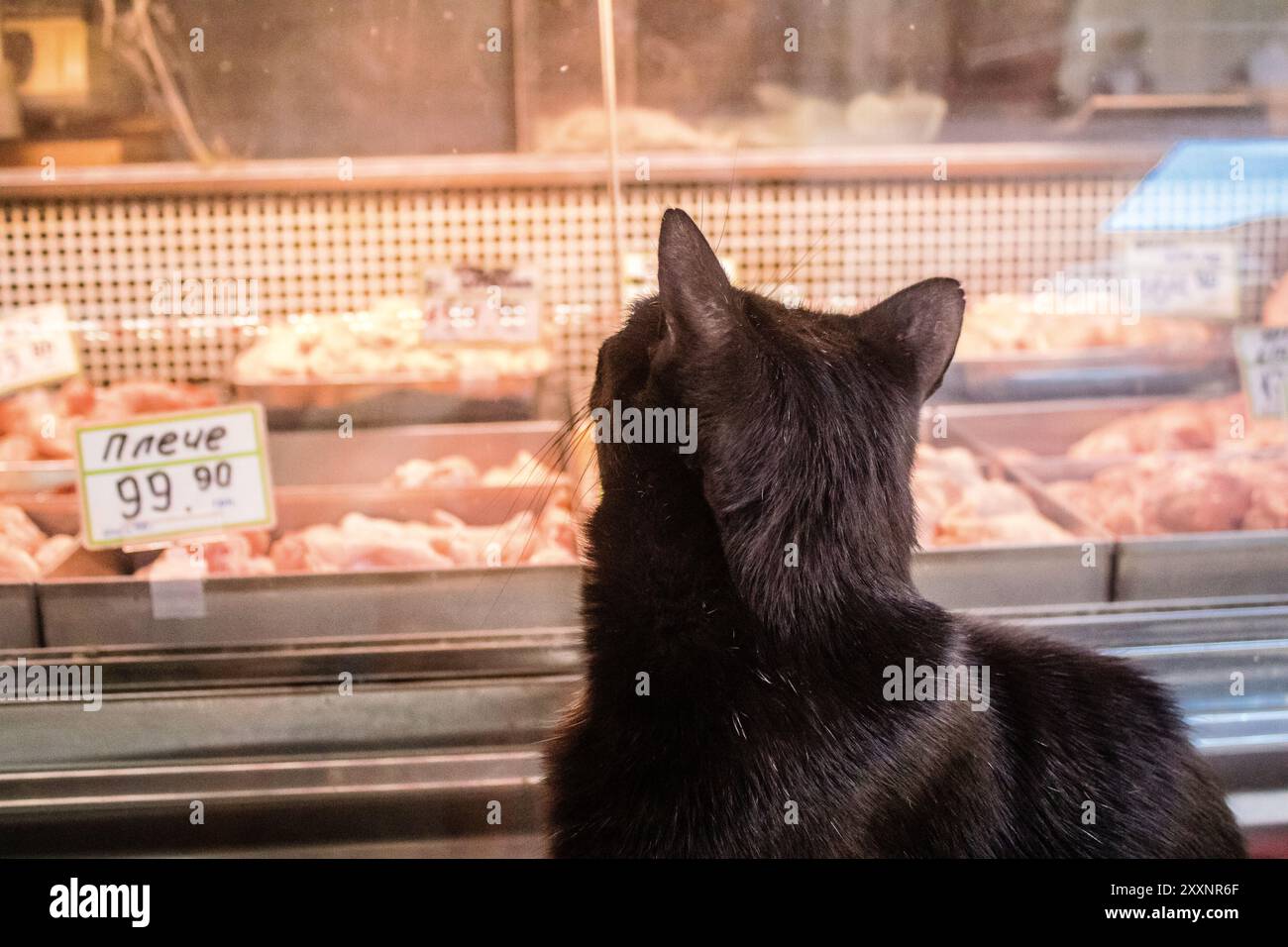 Lviv, Ukraine, August 25, 2024 A black cat stands in front of a butcher ...