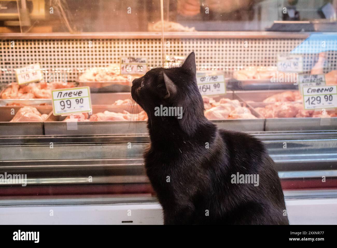 Lviv, Ukraine, August 25, 2024 A black cat stands in front of a butcher ...