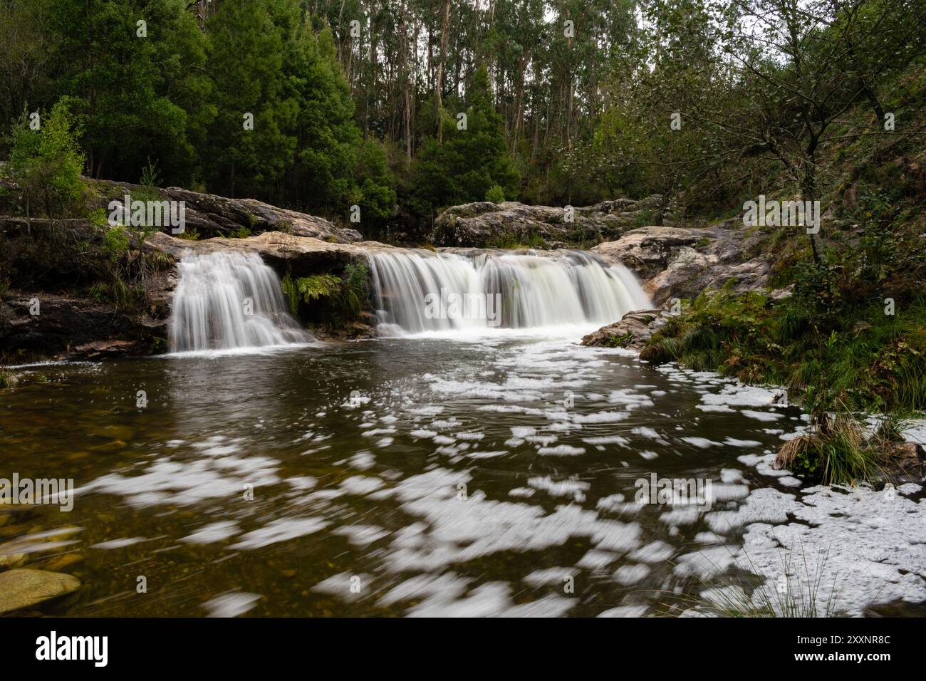 Natural pools in the forest surrounded by vegetation and trees. Galicia ...