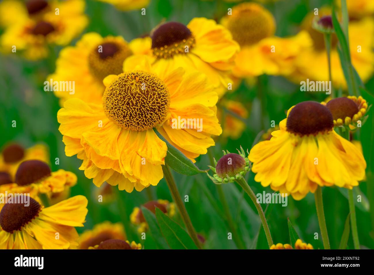 Helenium flowers buds hi-res stock photography and images - Alamy