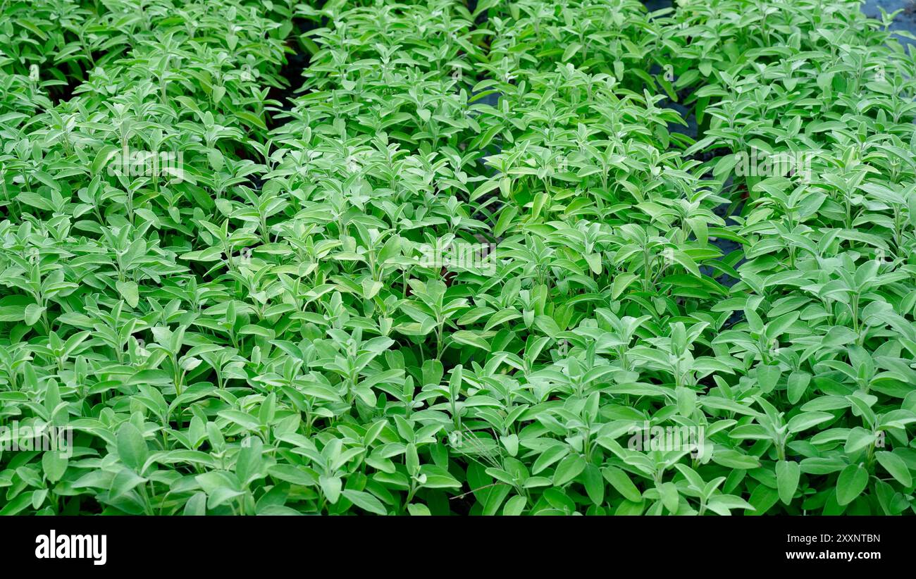 Green sage leaves grow in the vegetable garden. Growing spicy spices ...