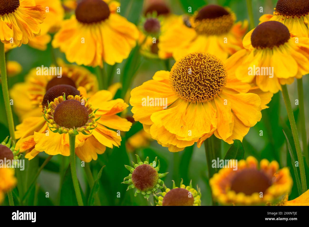Helenium flowers buds hi-res stock photography and images - Alamy