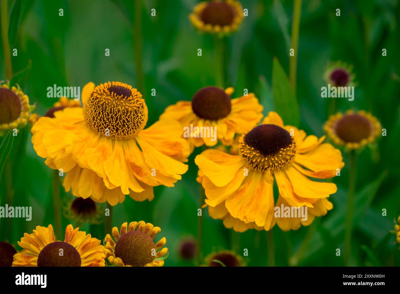 Helenium flowers buds hi-res stock photography and images - Alamy