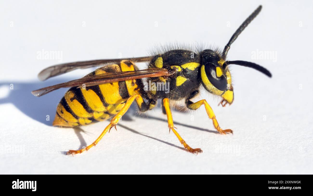 European common wasp German wasp or German yellow jacket isolated on ...
