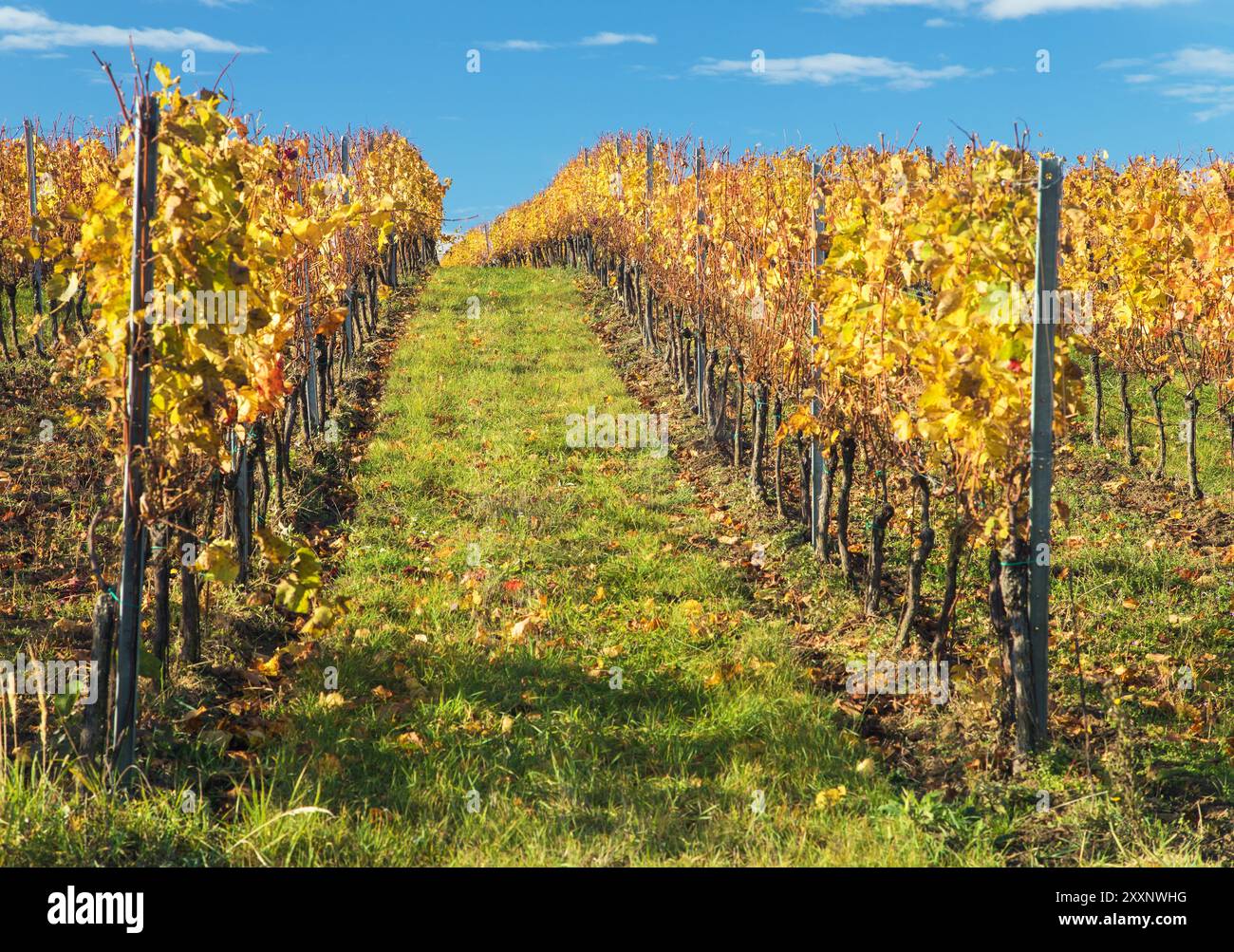 vineyard, autumn in the vineyard, yellow coloured vine plants, South ...