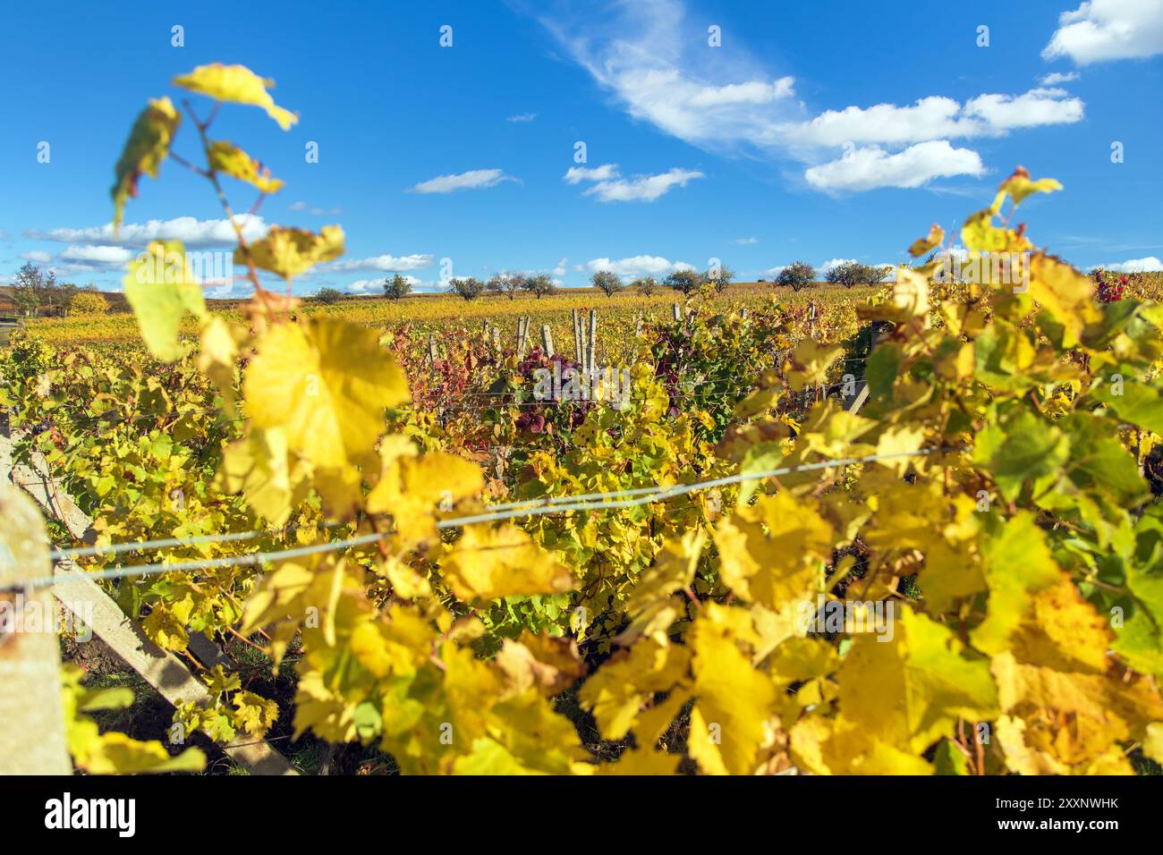 vineyard, autumn in the vineyard, yellow coloured vine plants, South ...