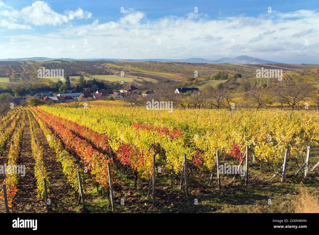 vineyard, autumn in the vineyard, yellow coloured vine plants, Pavlov ...
