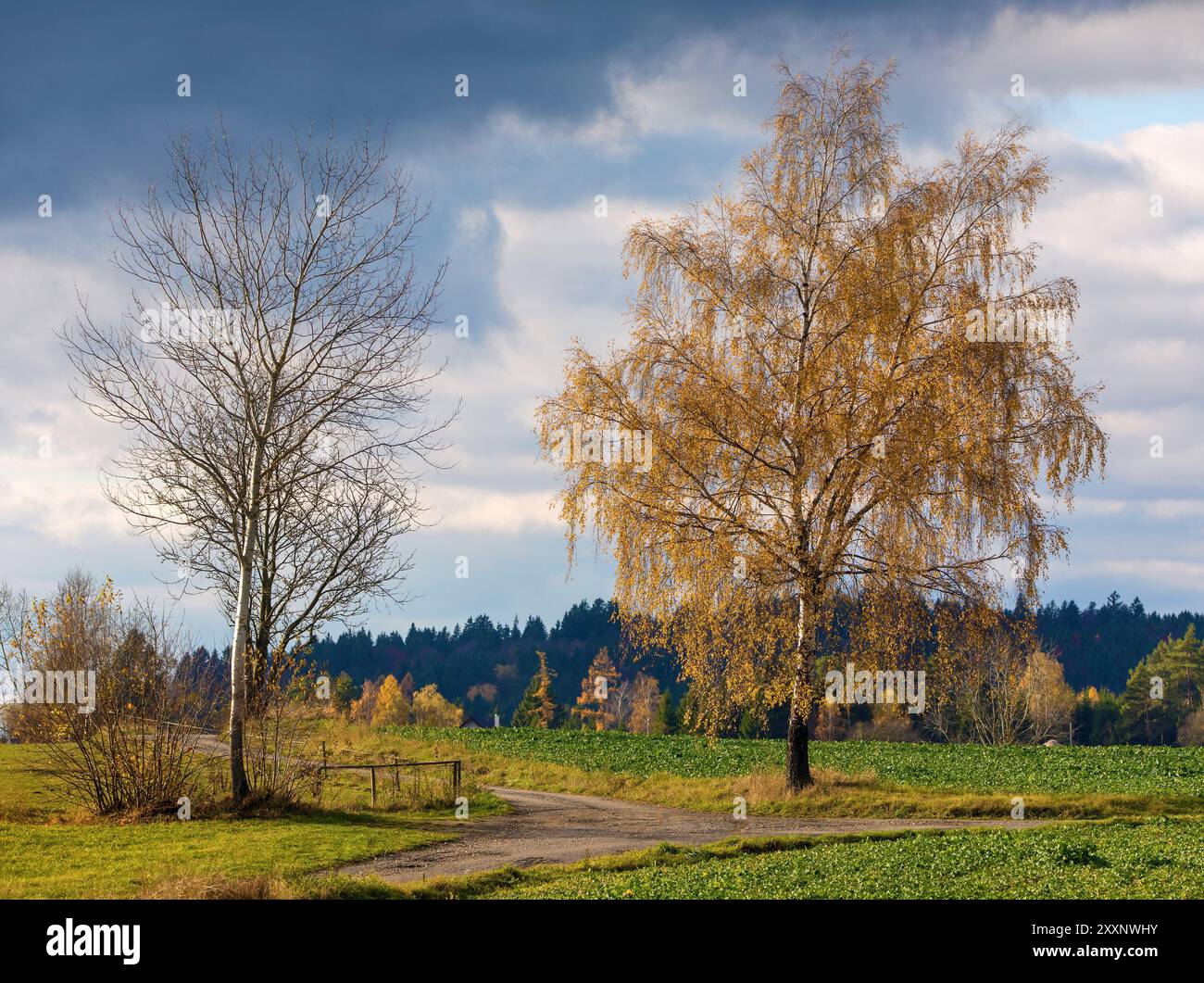 Beautiful landscape tree field hi-res stock photography and images - Alamy